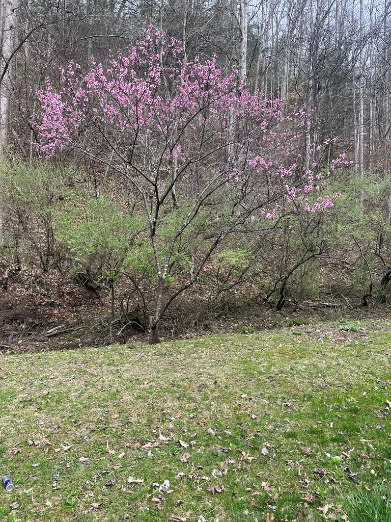 663 1242 Glass Mountain Road, Vansant, VA 24656 · $55,000 | Virtual ...